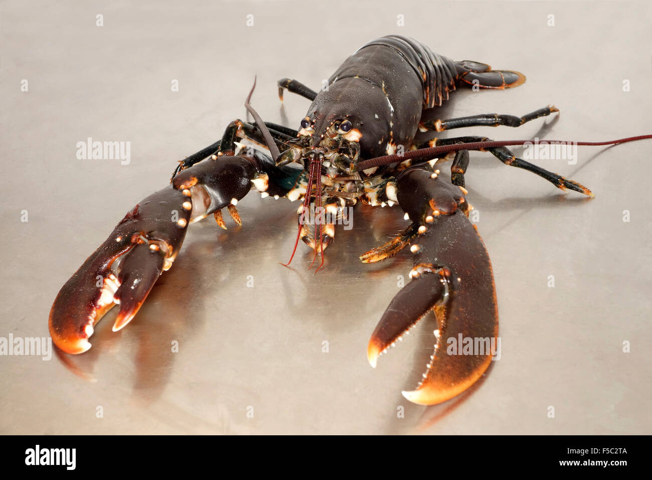 Front view of alive Clawed lobster Stock Photo - Alamy