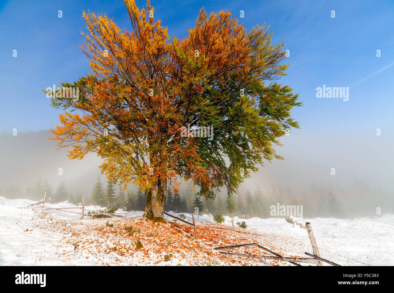 Colorful autumn trees with snow. The Ukraine Stock Photo - Alamy