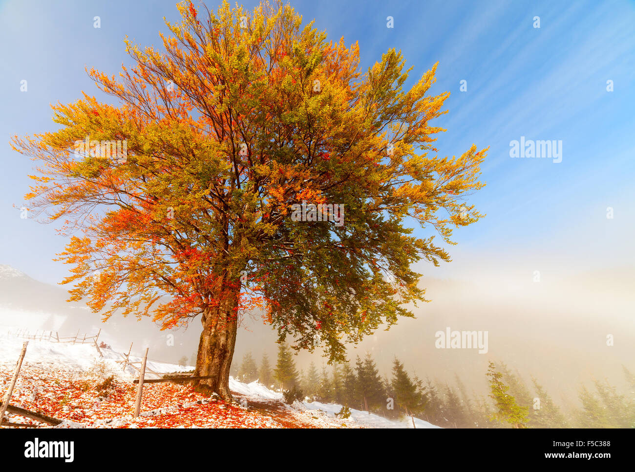 Colorful autumn trees with snow. The Ukraine Stock Photo - Alamy