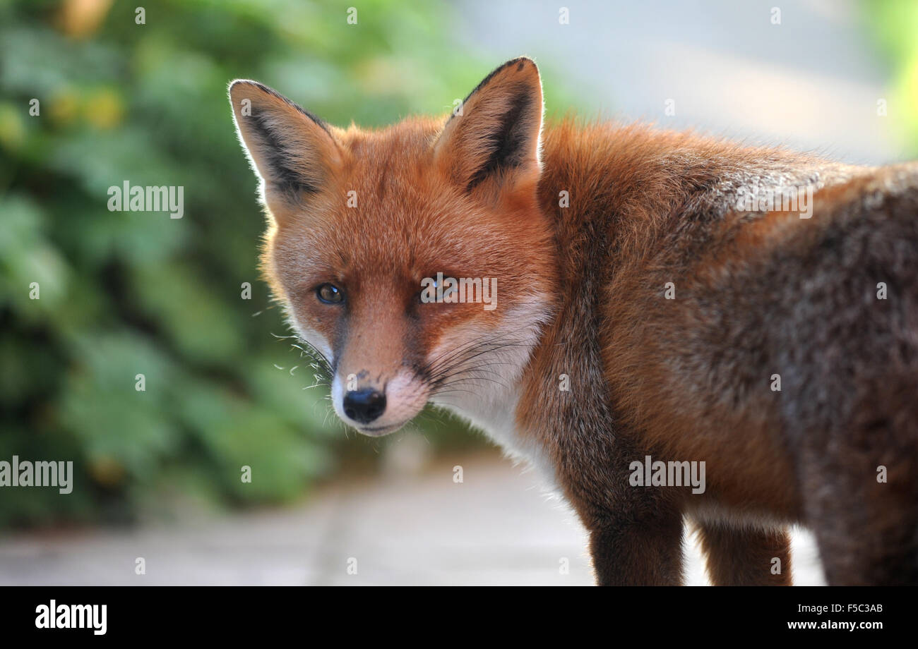 Tame Red Fox