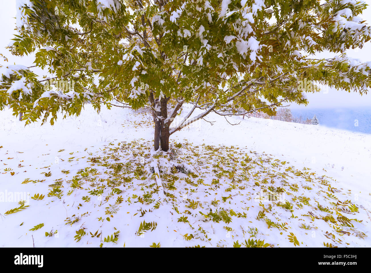 The first fall of snow. Yellow birch leaves in the snow Stock Photo - Alamy