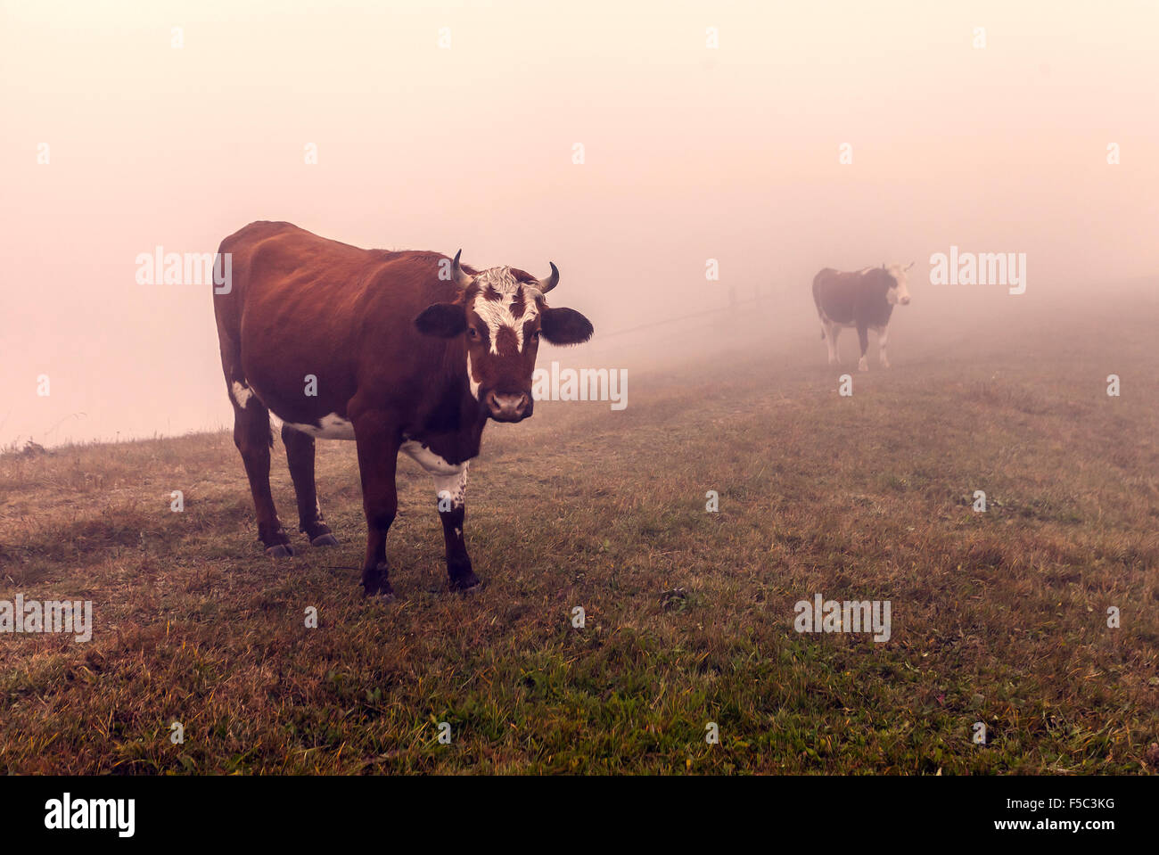 Cows in Ukraine during a foggy sunrise Stock Photo - Alamy
