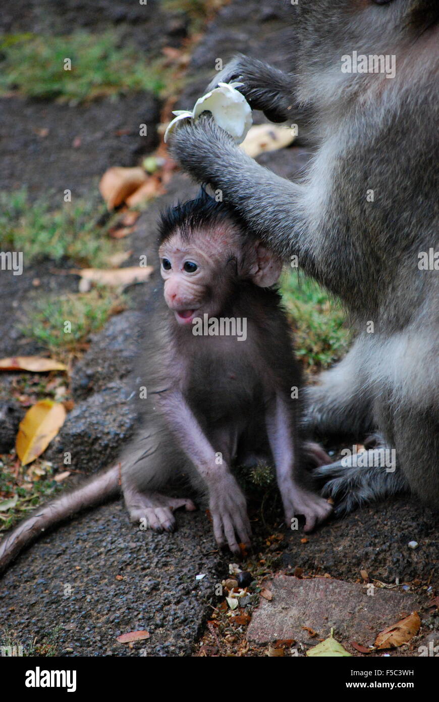 Mother and child Longtail Macaque Monkeys in the wild Stock Photo - Alamy
