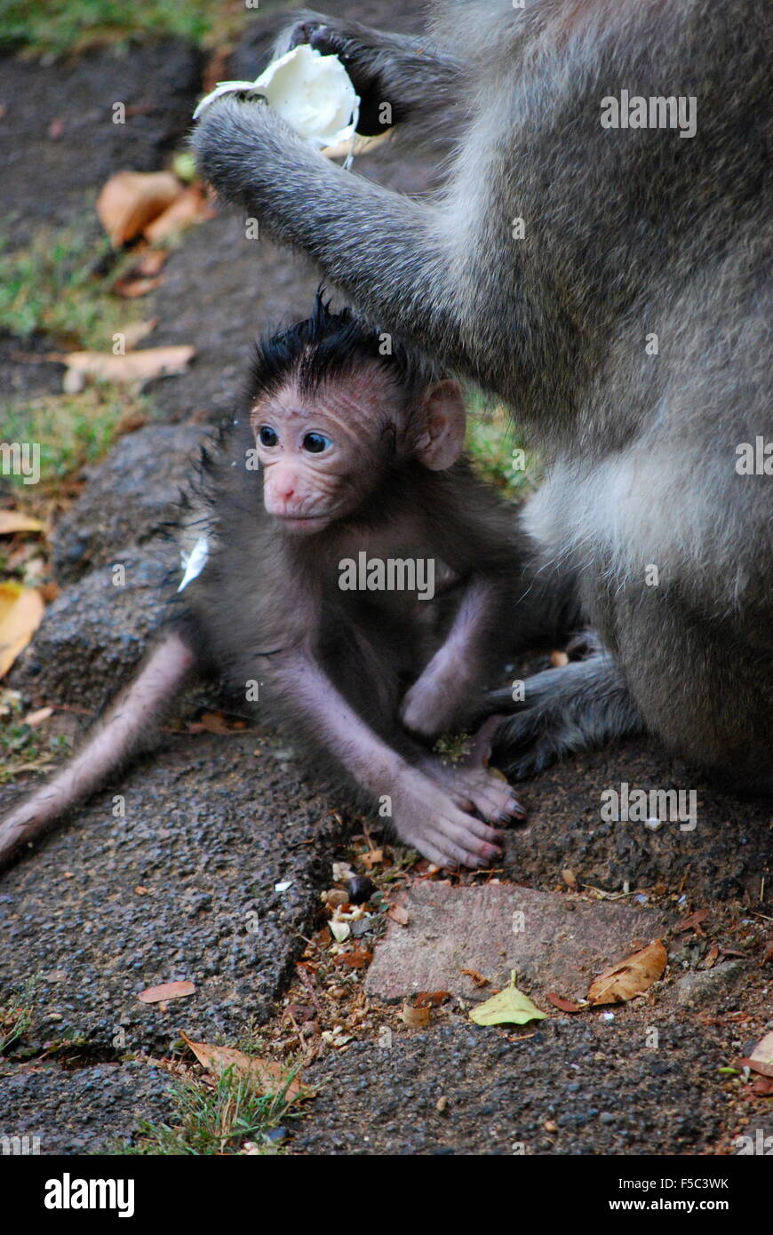 Mother and child Longtail Macaque Monkeys in the wild Stock Photo - Alamy
