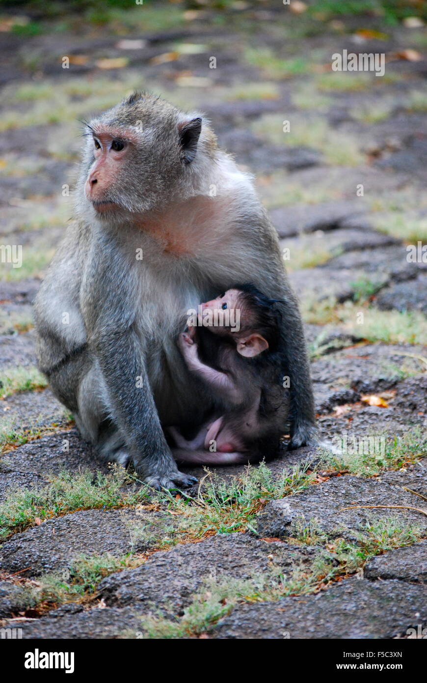 Mother and child Longtail Macaque Monkeys in the wild Stock Photo - Alamy