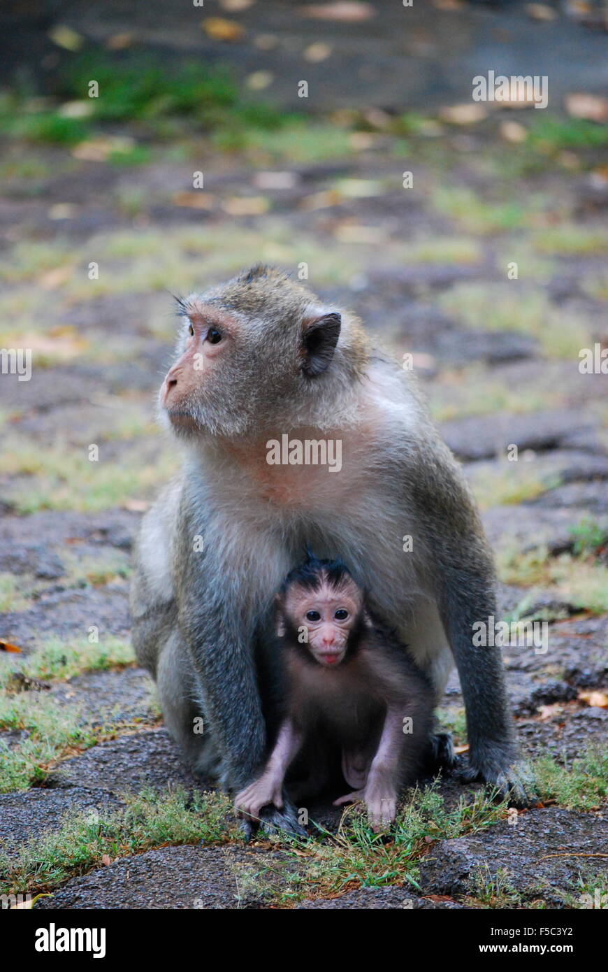 Mother and child Longtail Macaque Monkeys in the wild Stock Photo - Alamy