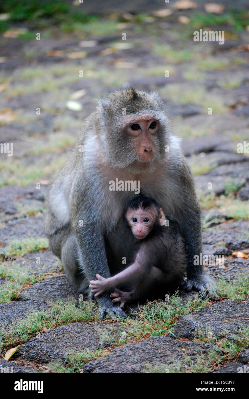 Mother and child Longtail Macaque Monkeys in the wild Stock Photo - Alamy