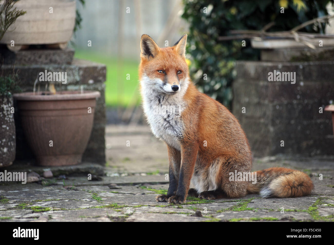 Domestic Red Fox