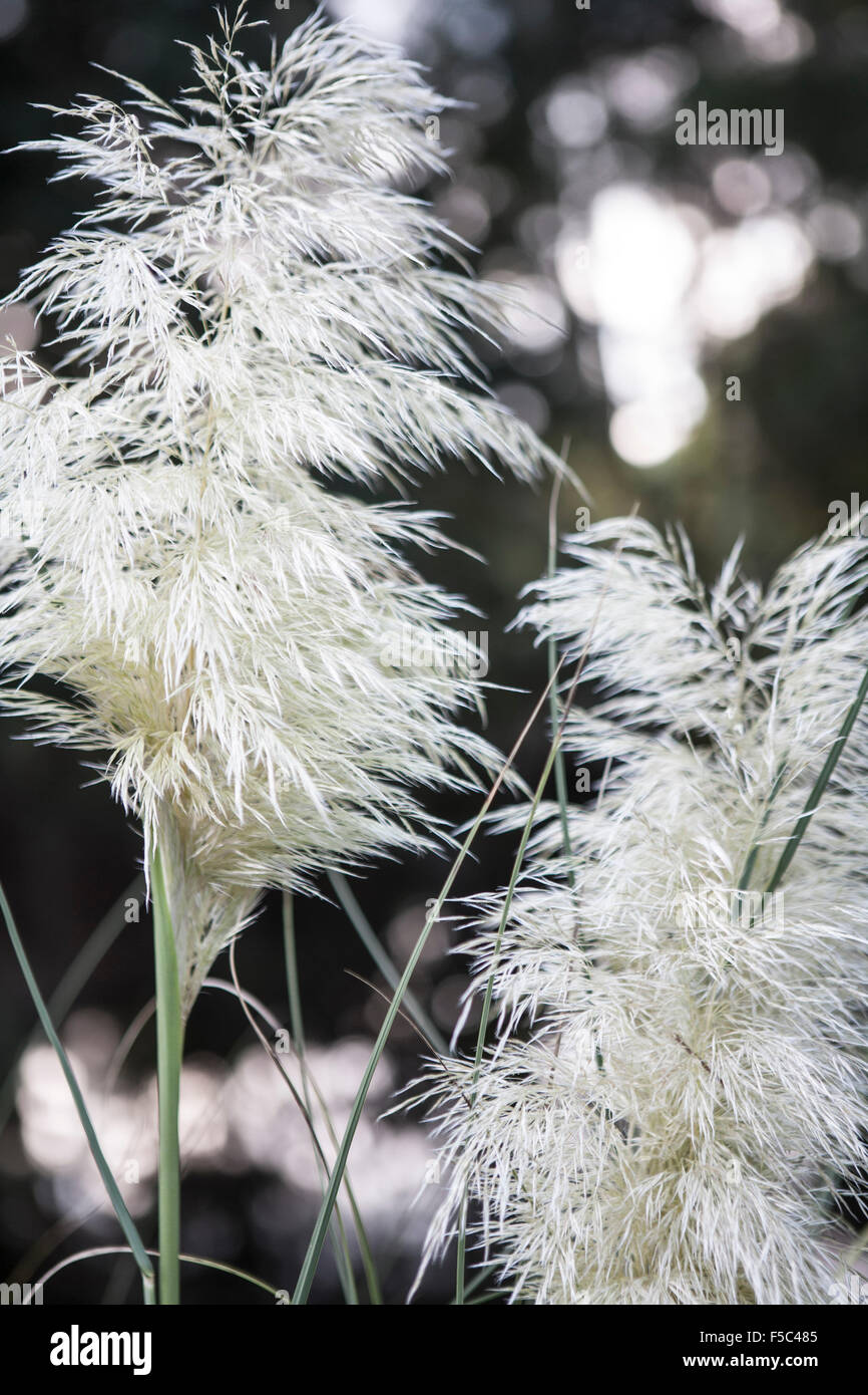 Sea oats uniola paniculata hi-res stock photography and images - Alamy