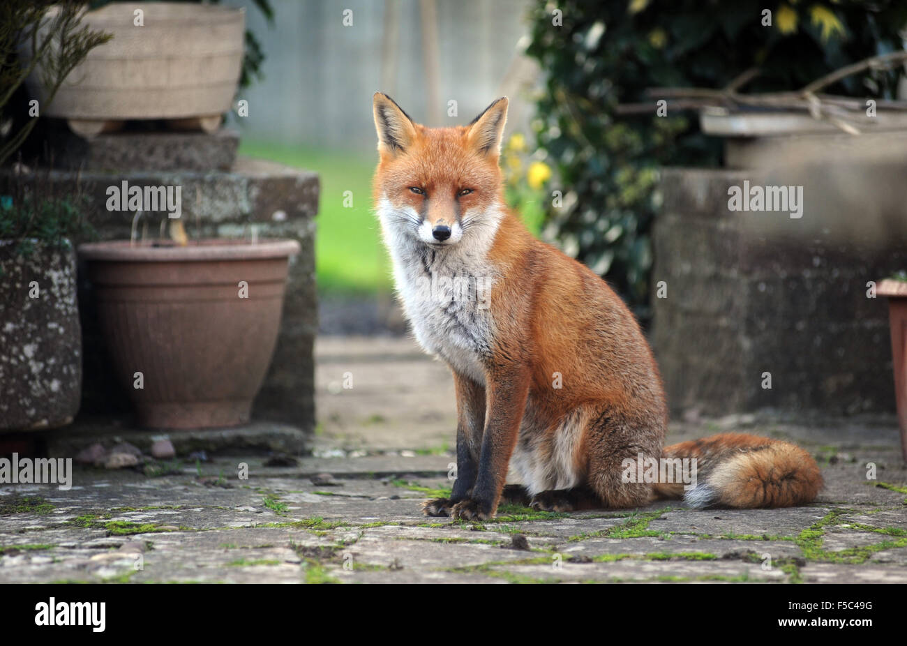 WILD URBAN FOX IN DOMESTIC GARDEN RE FOXES PESTS WILDLIFE TAME BOLD ...