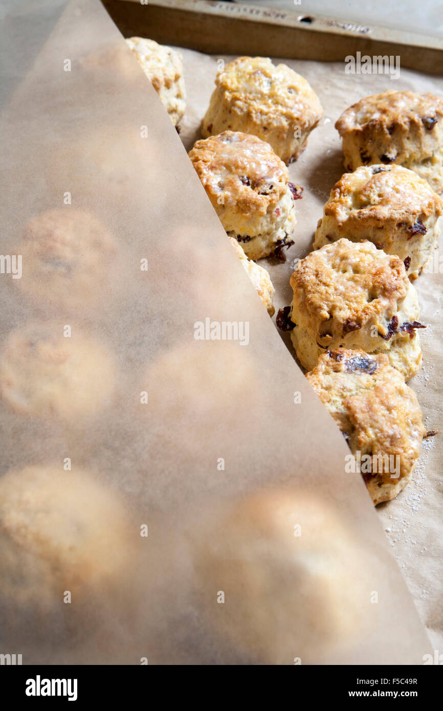 Cranberry Orange Scones on Parchment Paper Stock Photo - Alamy