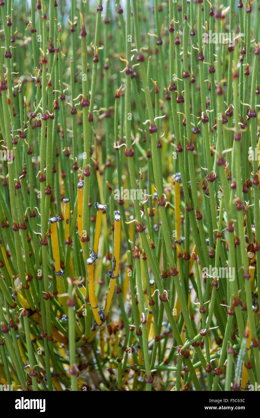 Green shoots desert hi-res stock photography and images - Alamy
