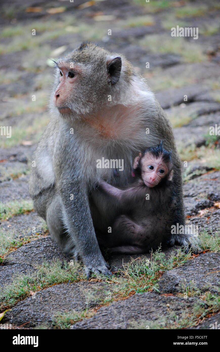 Mother and child Longtail Macaque Monkeys in the wild Stock Photo - Alamy
