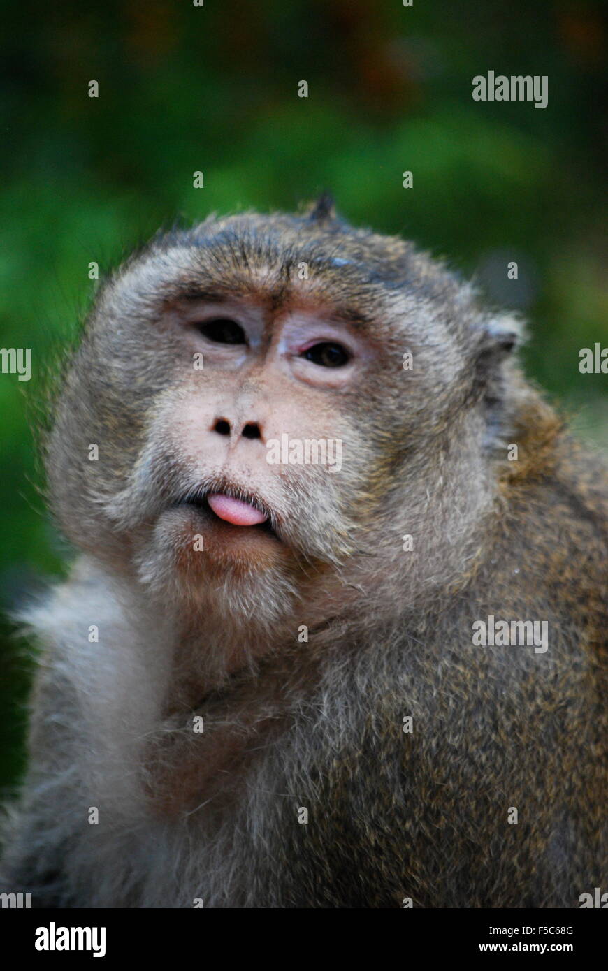 Cynomolgus macaque cambodia hi-res stock photography and images - Alamy