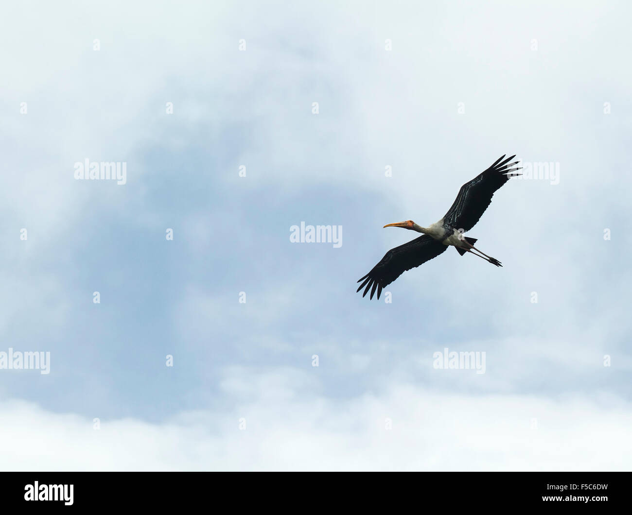Painted Stork flying in blue sky Stock Photo - Alamy