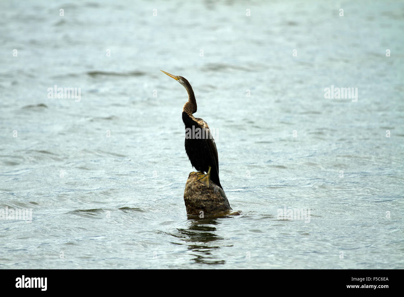 anhinga, anhinga anhinga, water turkey Stock Photo - Alamy