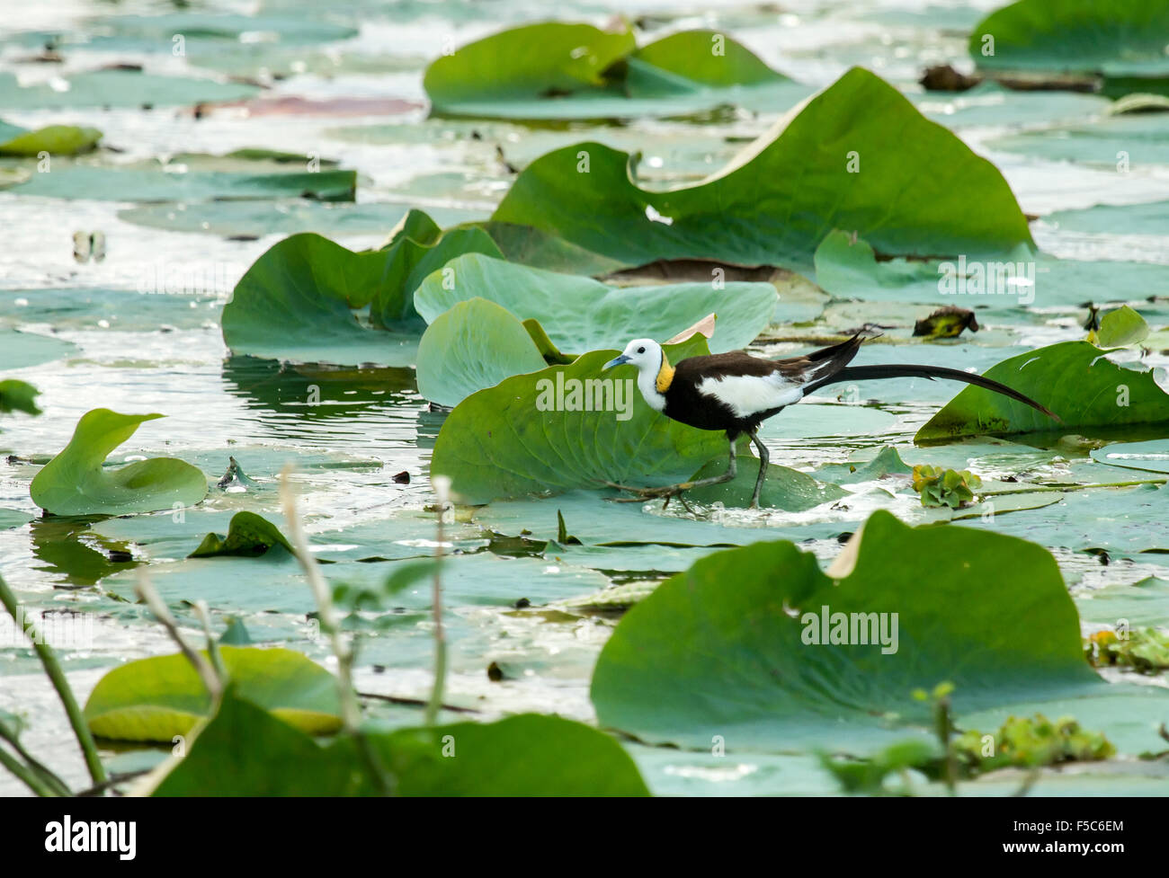 The Pheasant-tailed Jacana (Hydrophasianus chirurgus) is a jacana. The ...