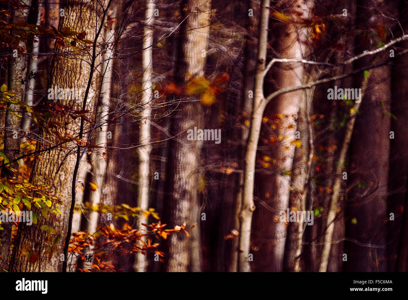 trees in the fall Tokina 500mm F8 mirror lens test. (Photo by Jeremy ...