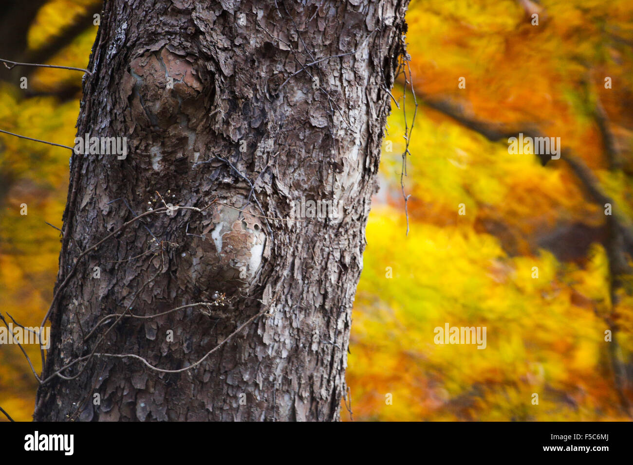 man in the tree face at lake griffy Tokina 500mm F8 mirror lens test ...