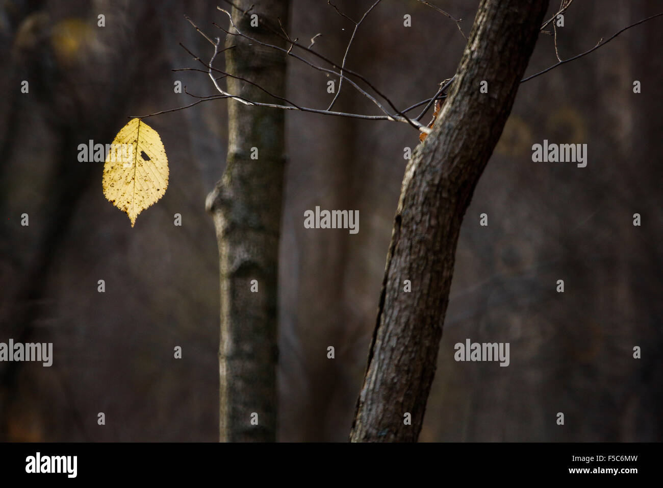 fall leaf on tree branch Tokina 500mm F8 mirror lens test. (Photo by ...