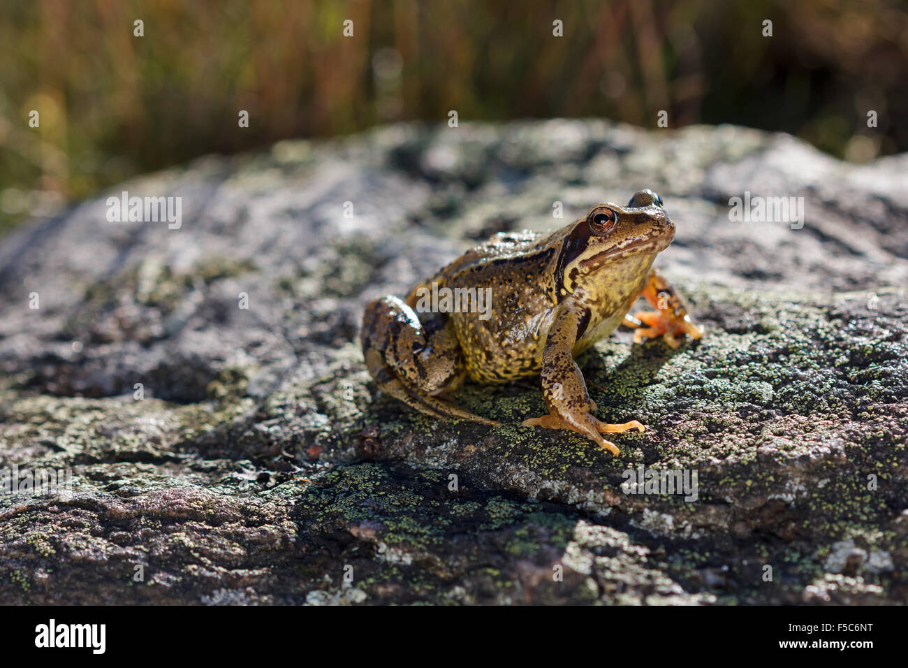 Common Frog (Rana temporaria) sitting on a stone Stock Photo - Alamy