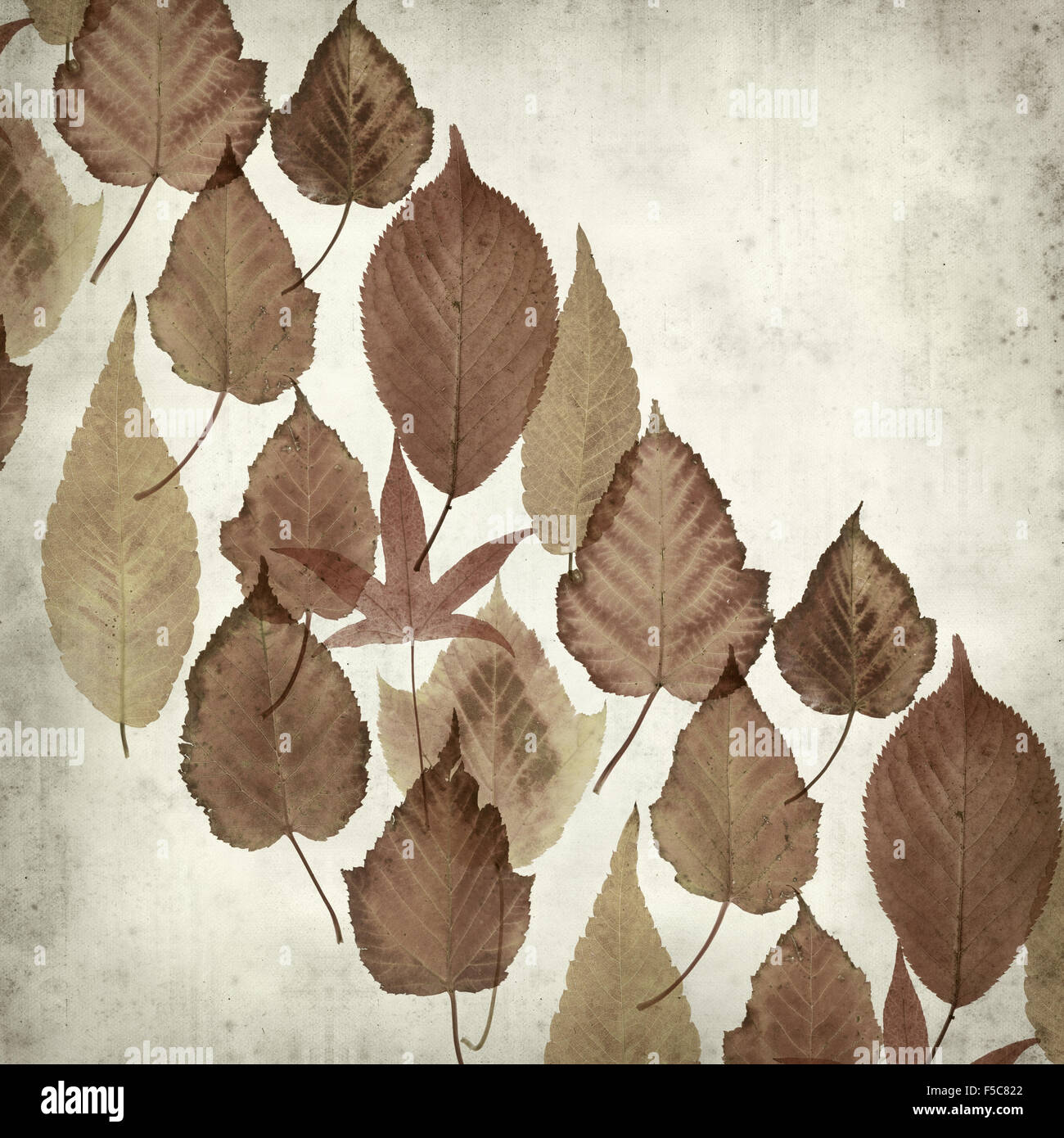 textured old paper background with autumnal leaves Stock Photo - Alamy