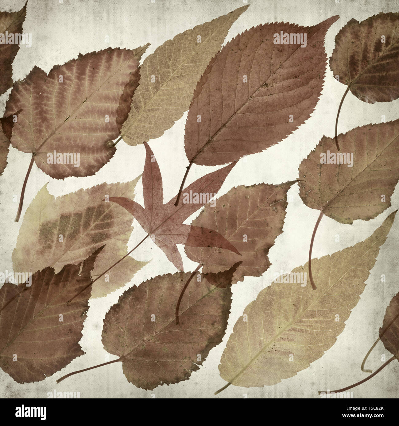 textured old paper background with autumnal leaves Stock Photo - Alamy