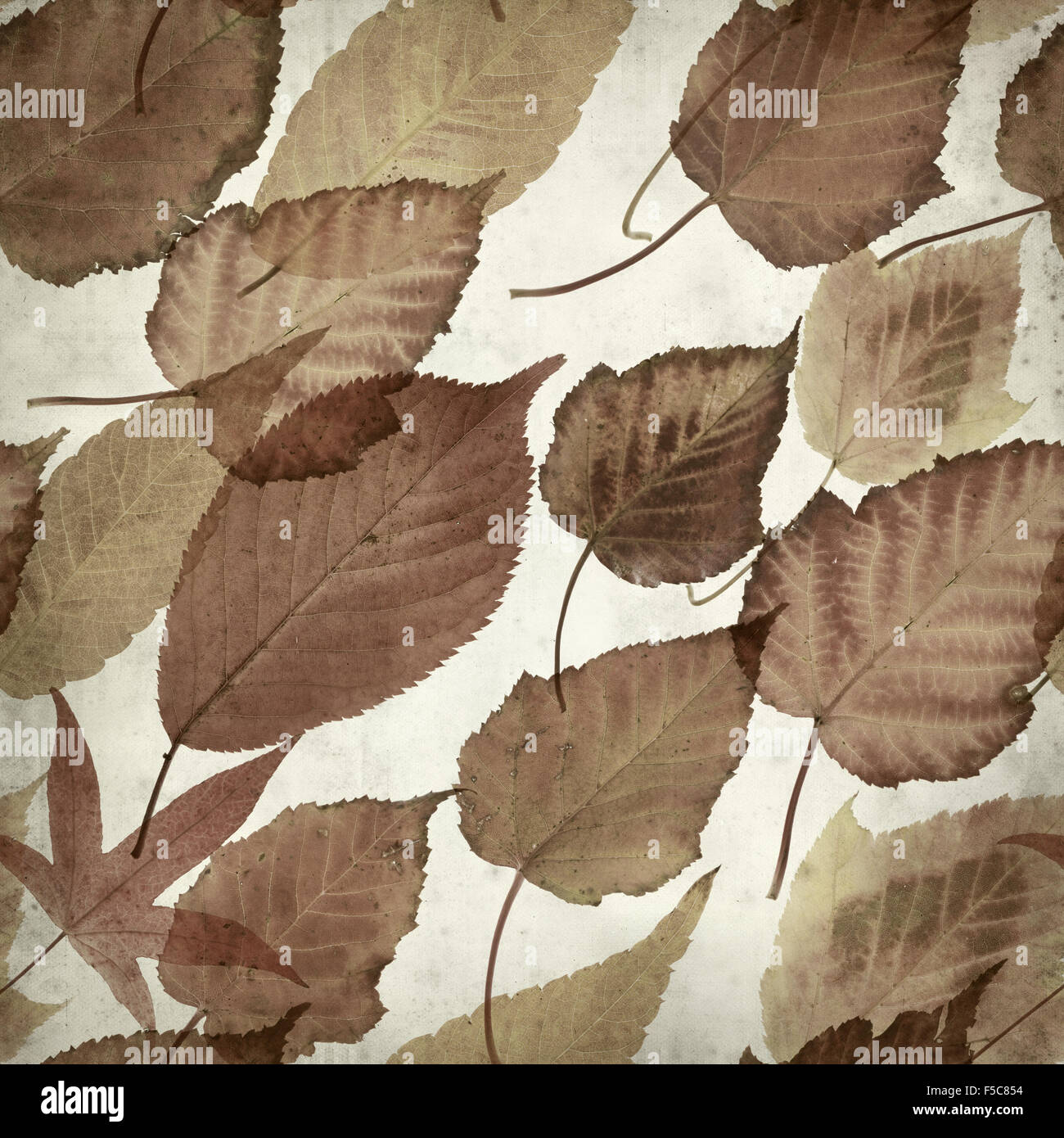 textured old paper background with autumnal leaves Stock Photo - Alamy