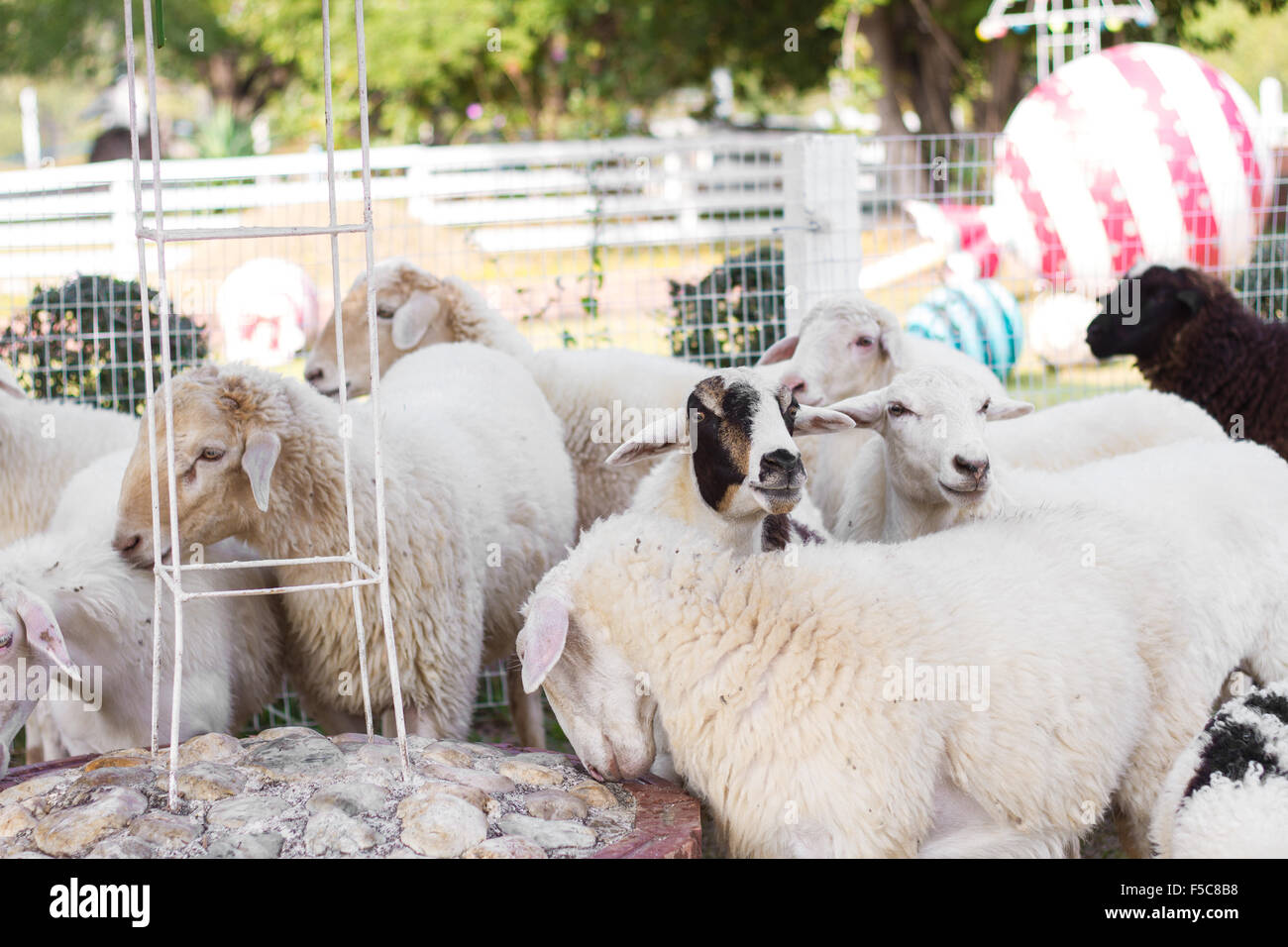 Male boer goat hi-res stock photography and images - Alamy