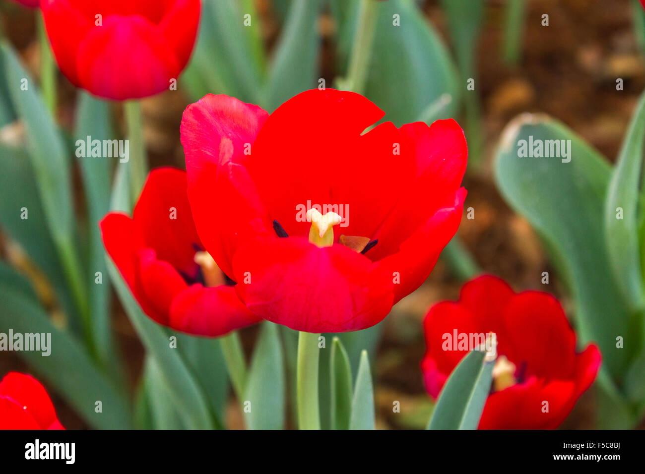 The tulip is a perennial, bulbous plant with showy flowers in the genus ...