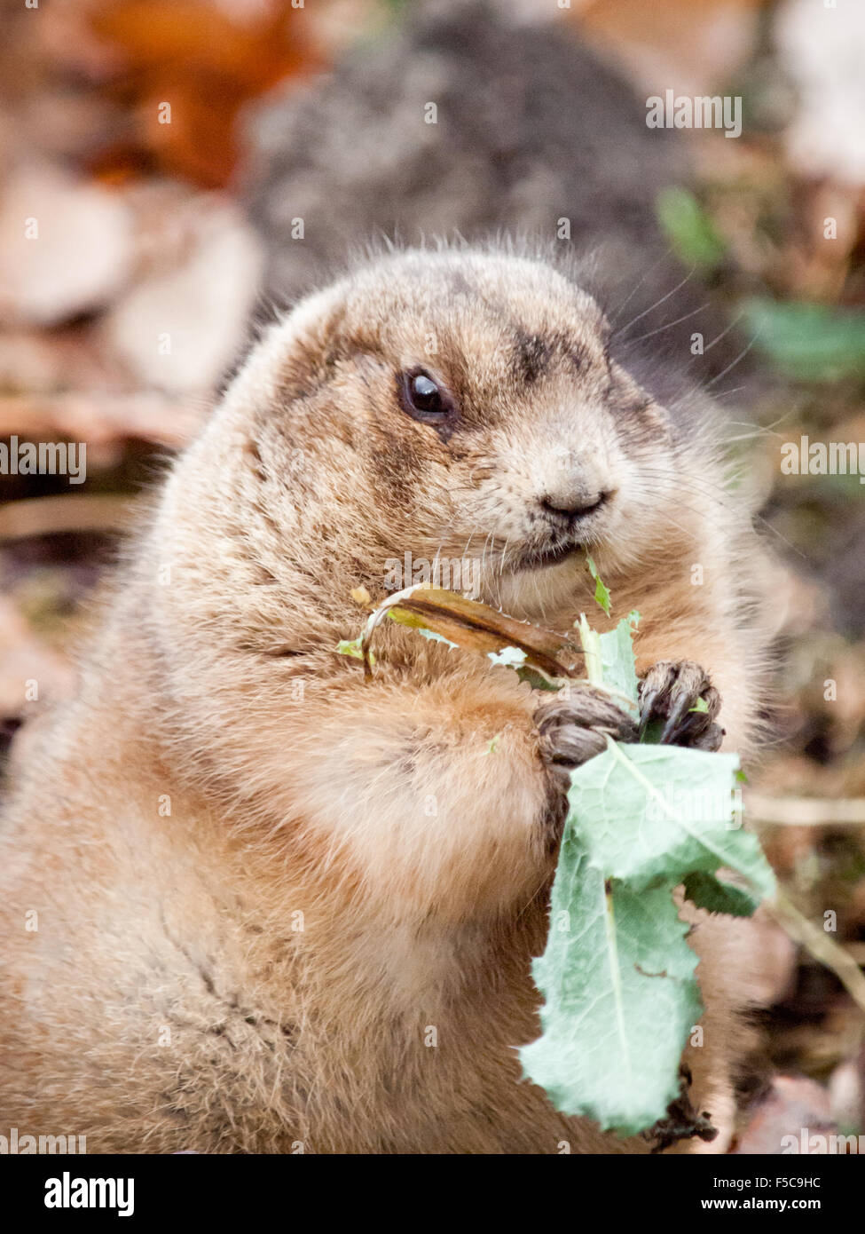 An obese Black-tailed prairie dog (Cynomys ludovicianus) feeding on ...