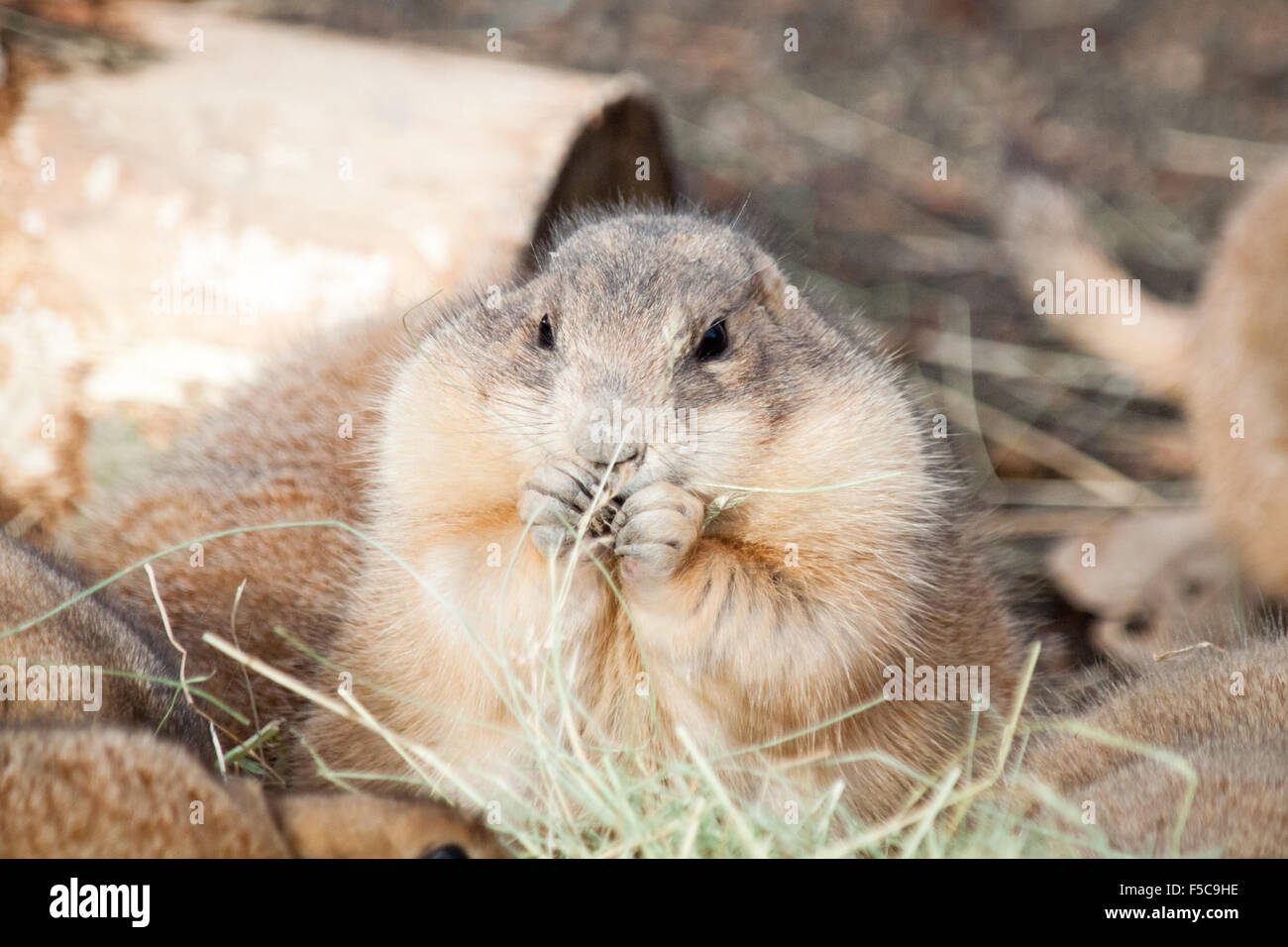 Obese Animals High Resolution Stock Photography and Images - Alamy
