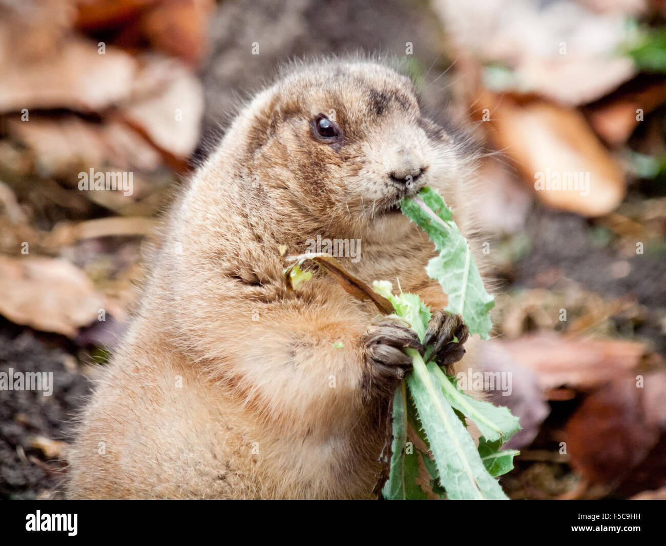 An obese Black-tailed prairie dog (Cynomys ludovicianus) feeding on ...
