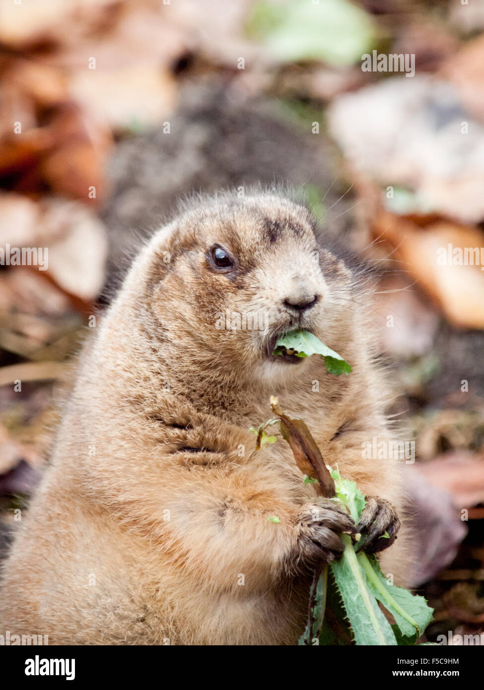 An obese Black-tailed prairie dog (Cynomys ludovicianus) feeding on ...