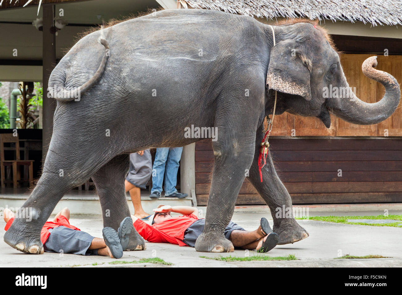 Elephant show hi-res stock photography and images - Alamy