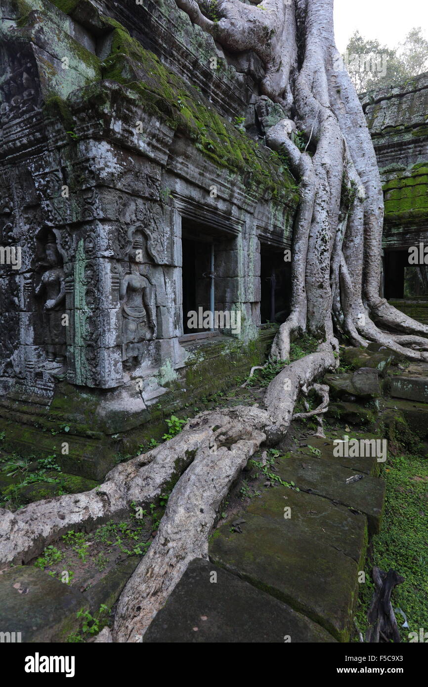 Huge root growing up the wall Stock Photo - Alamy