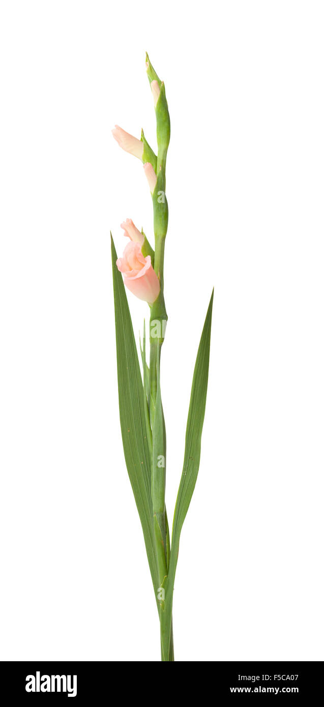Gladiolus, Sword lily, unopened flower spike isolated on white ...