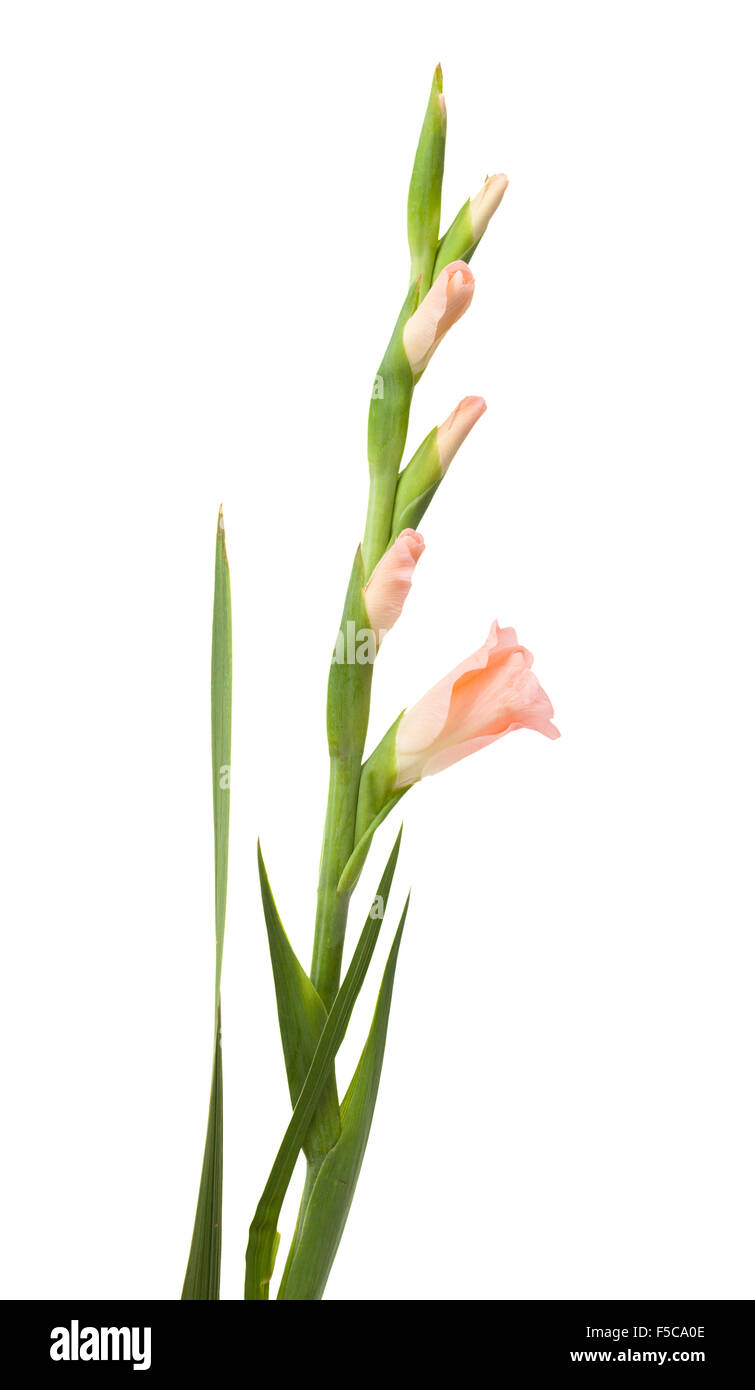 Gladiolus, Sword lily, unopened flower spike isolated on white ...