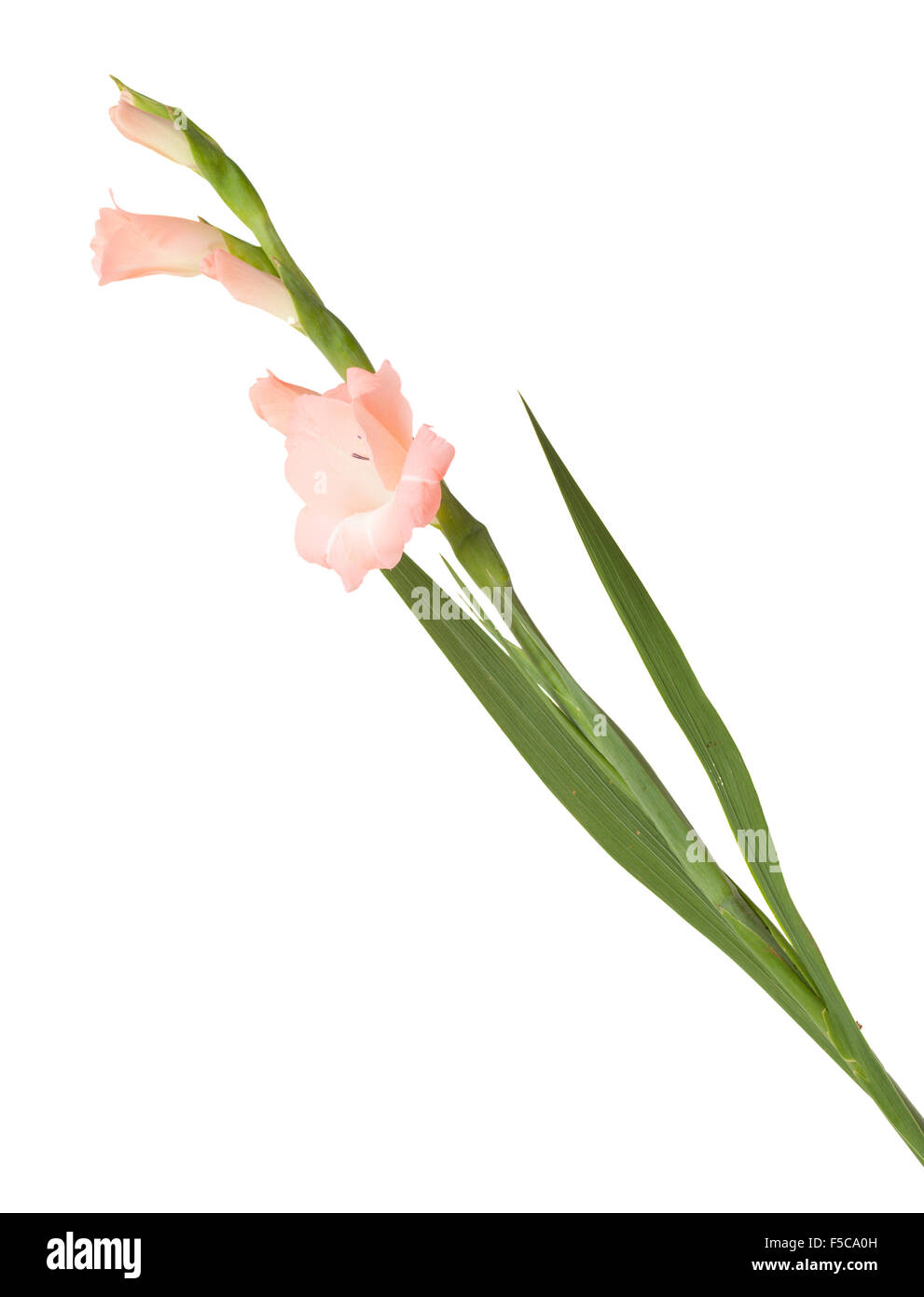Gladiolus, Sword lily, partially opened flower spike isolated on white ...