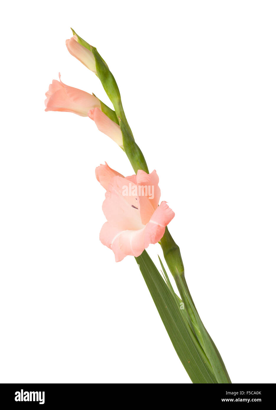 Gladiolus, Sword lily, partially opened flower spike isolated on white ...