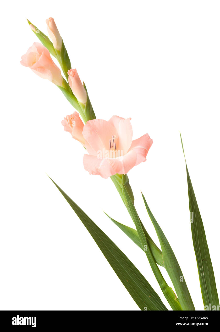 Gladiolus, Sword lily, partially opened flower spike isolated on white ...