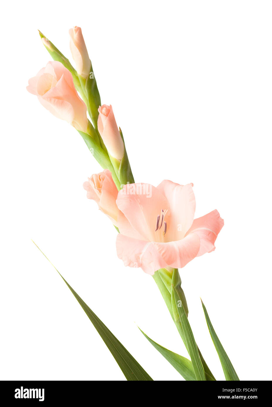 Gladiolus, Sword lily, partially opened flower spike isolated on white ...