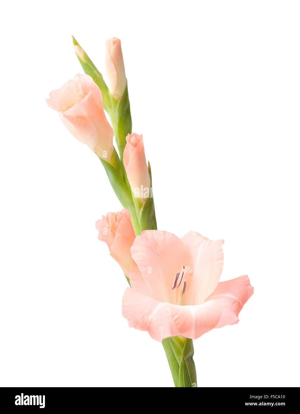Gladiolus, Sword lily, partially opened flower spike isolated on white ...