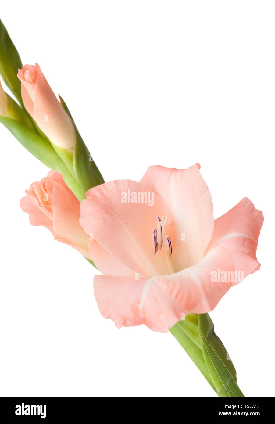Gladiolus, Sword lily, partially opened flower spike isolated on white ...