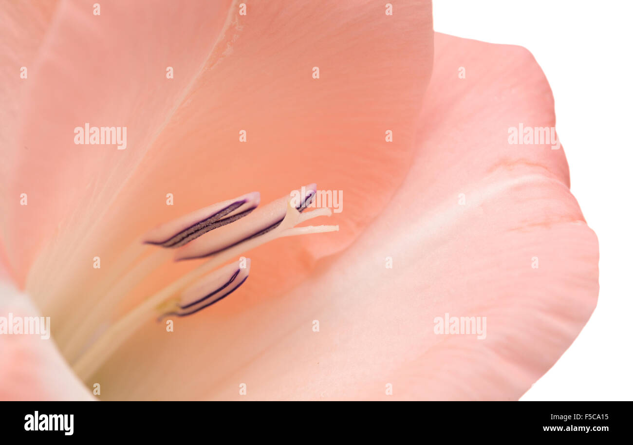 Gladiolus, Sword lily, partially opened flower spike isolated on white ...