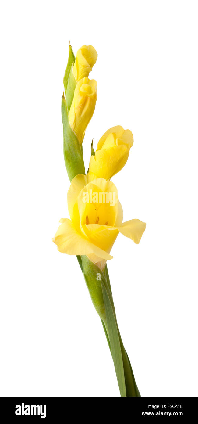 Gladiolus, Sword lily, partially opened flower spike isolated on white ...