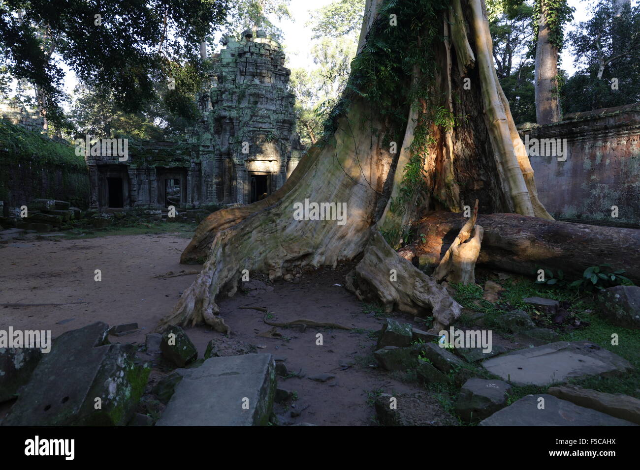 root in temple Stock Photo - Alamy