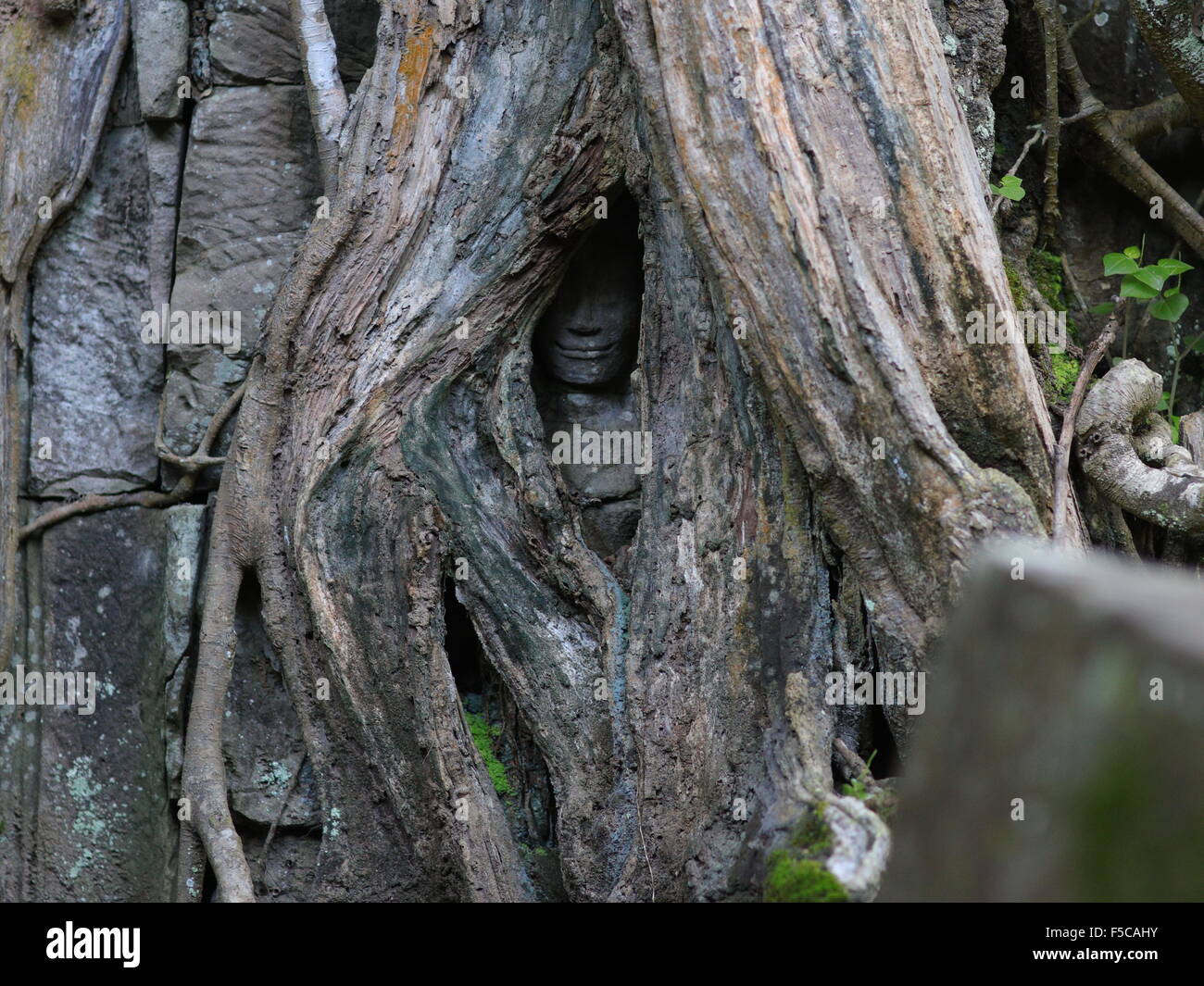 Face root hi-res stock photography and images - Alamy
