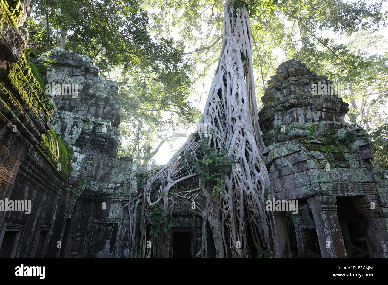 Tree root on temple roof Stock Photo - Alamy