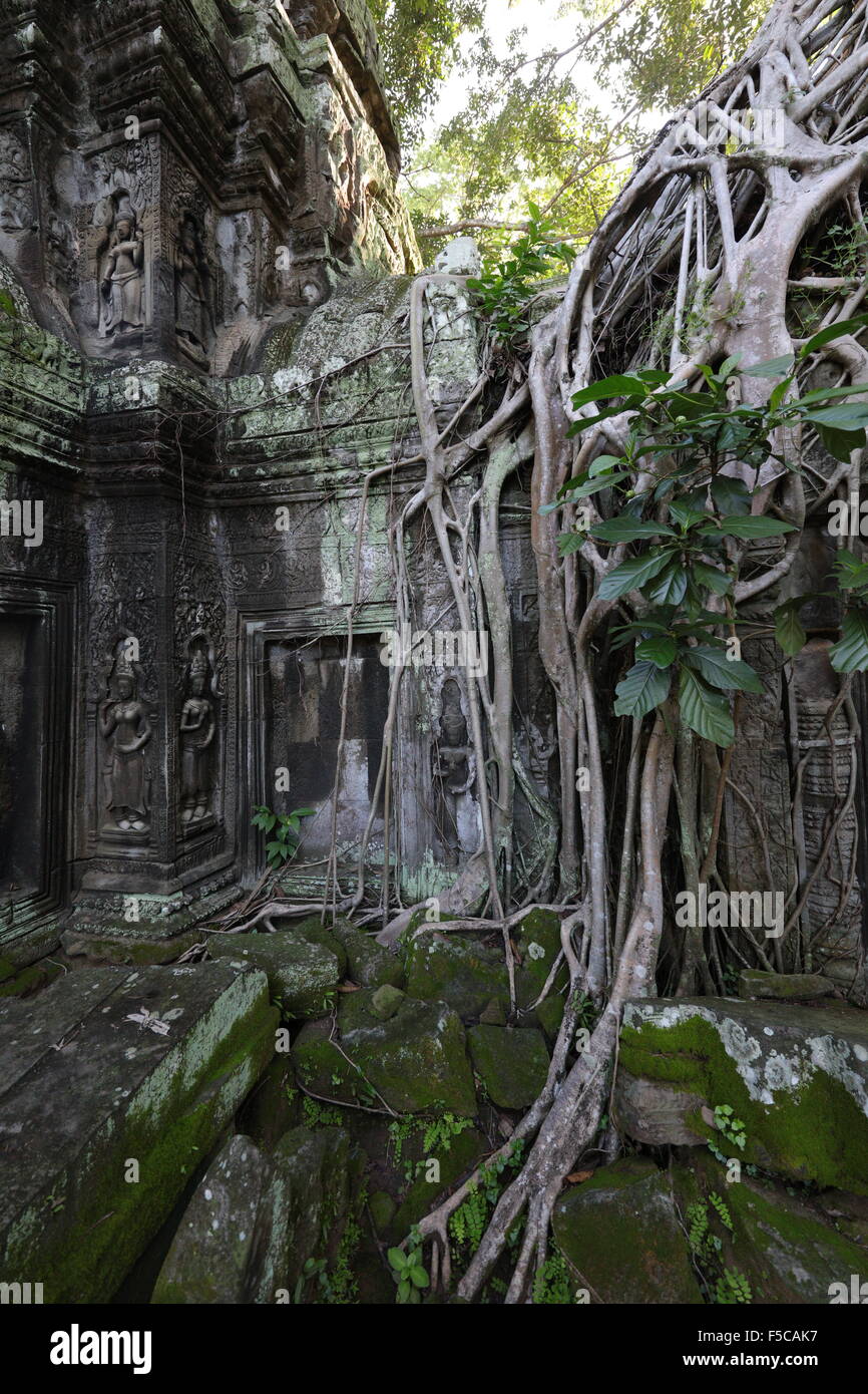 Tree root on ruin Stock Photo - Alamy